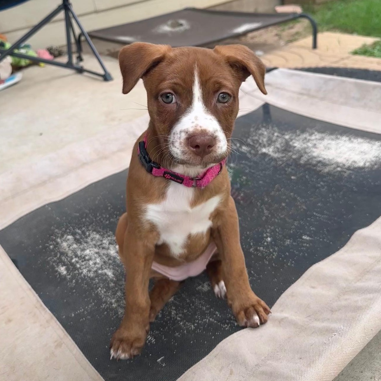 Dog for adoption - Pippa, a Terrier Mix in Elk Grove Village, IL ...