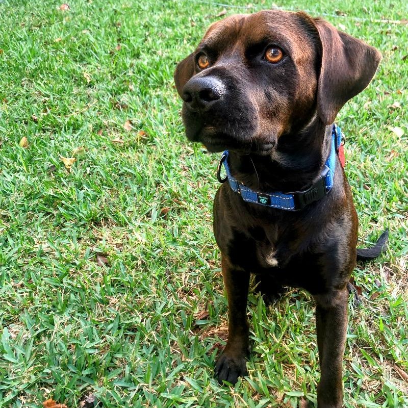 Dog for adoption - Choco the Sweetest Mini Lab, a Labrador Retriever ...