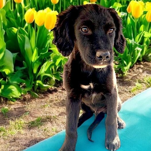 Dog for adoption - John McVie (WA), a Cocker Spaniel & Boxer Mix in ...