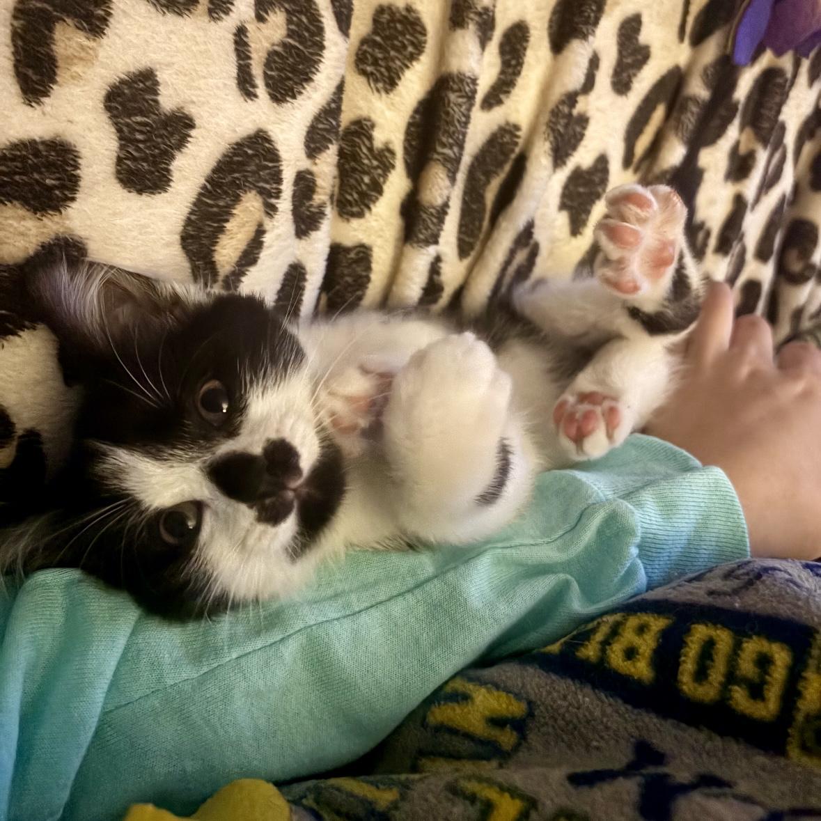 Cat for adoption - PePe Kitten in Foster Care, a Domestic Short Hair in ...