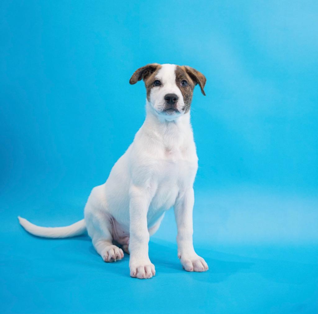 Dog for adoption - Wallen, a Labrador Retriever & Husky Mix in ...