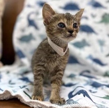 Cat for adoption - CJ Catnip, a Domestic Short Hair in Provo, UT ...