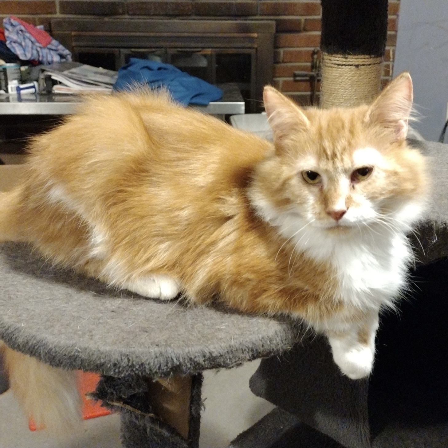 Available Cats and Kittens – Purring Hearts VA