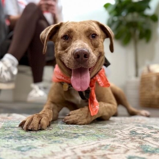 Dog for adoption - Chippie your snack-sized best friend, a Catahoula ...