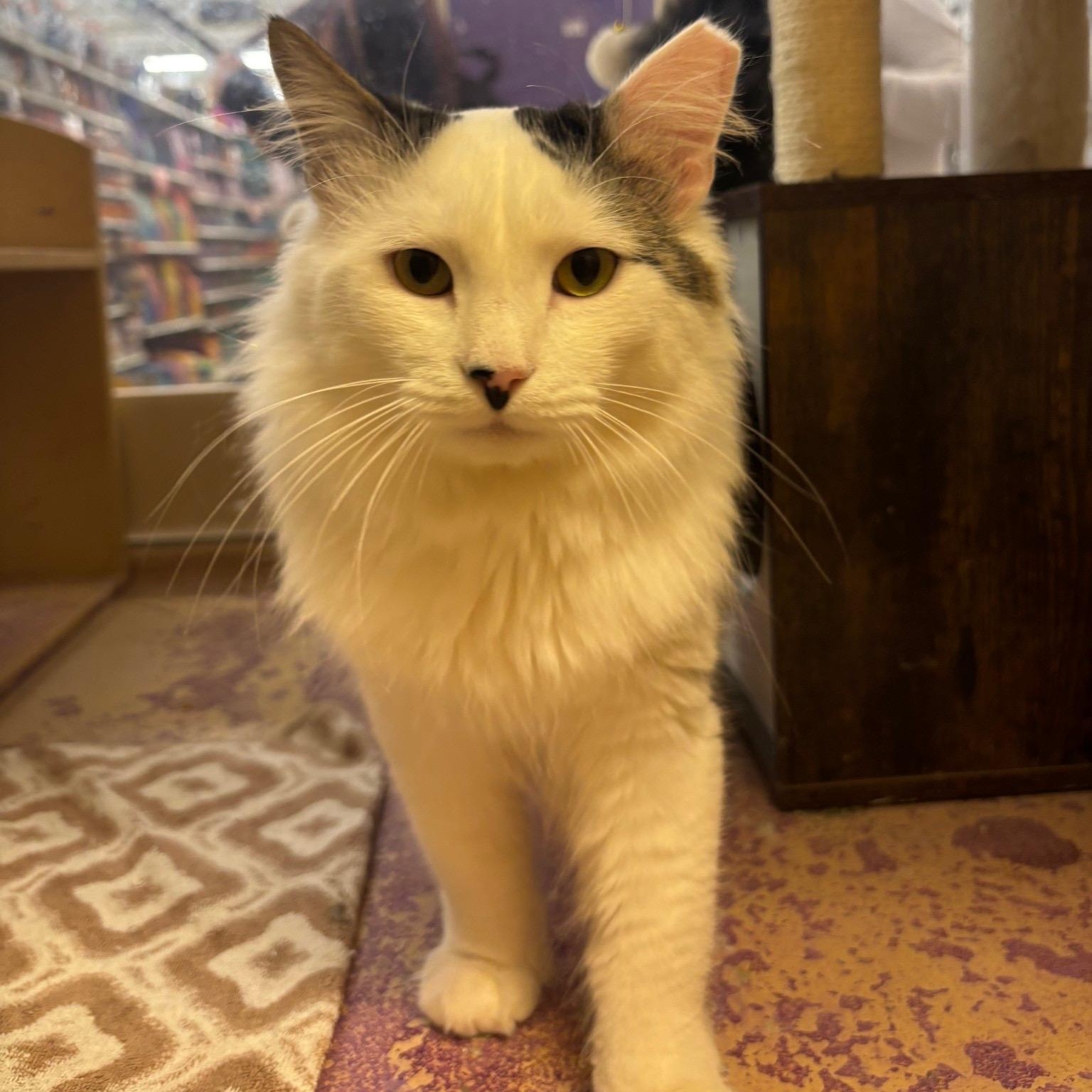 Available Cats for Adoption | Scruffy Paws Animal Rescue RI