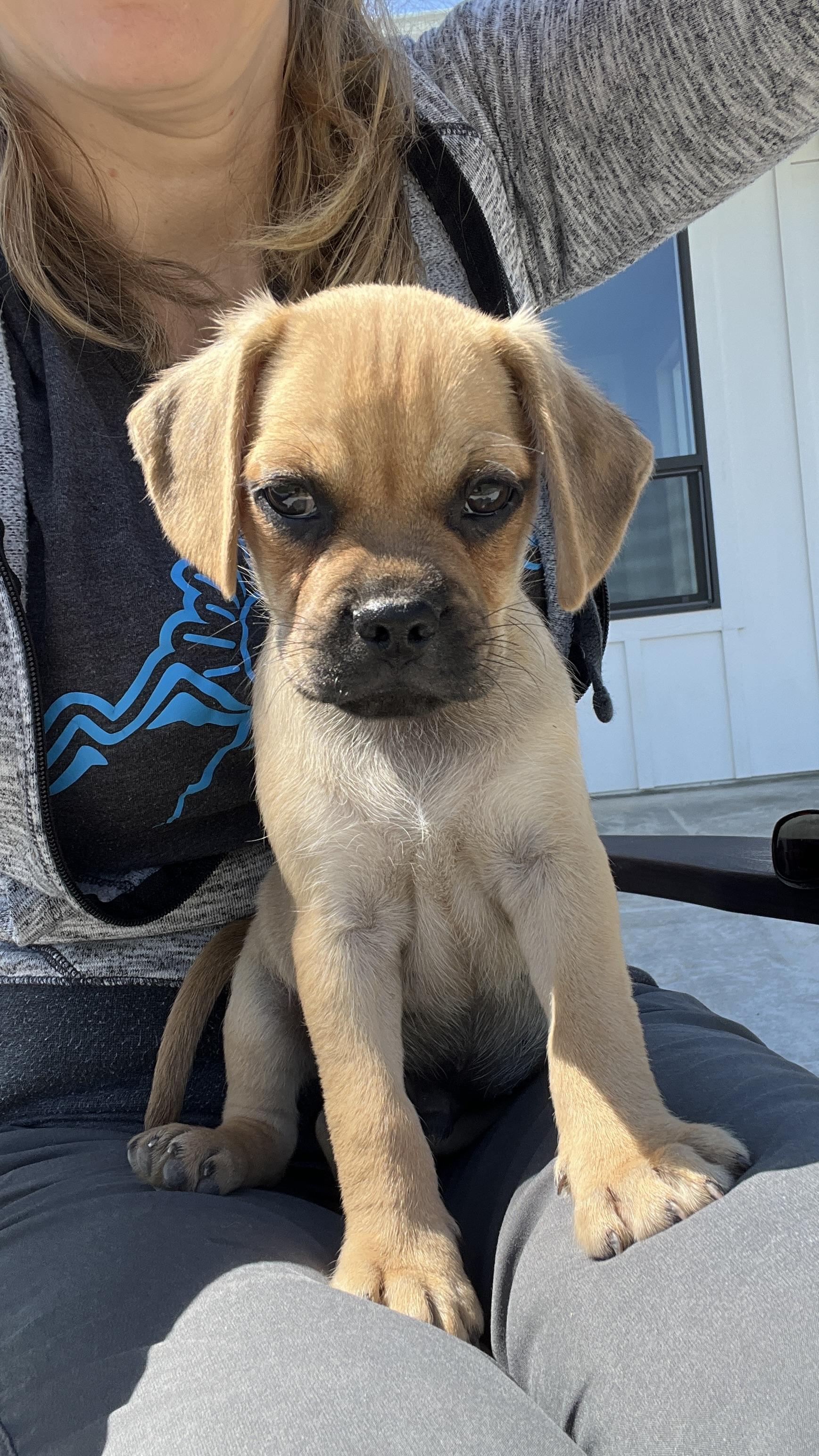 Dog for adoption - Masago, a Puggle in Boise, ID | Petfinder
