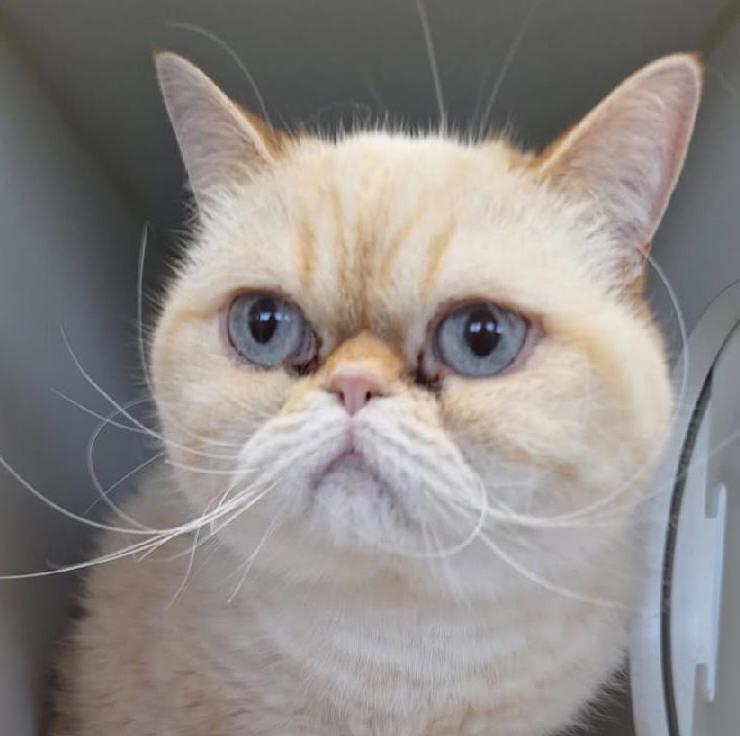 Precious - Adoptable Pet | Petfinder | Petfinder