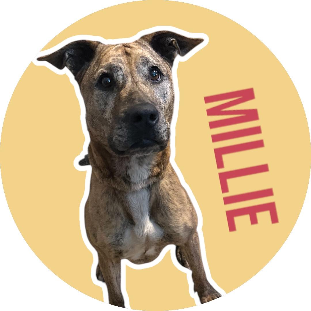 Dog for adoption - Millie, a Mixed Breed in Evans City, PA | Petfinder