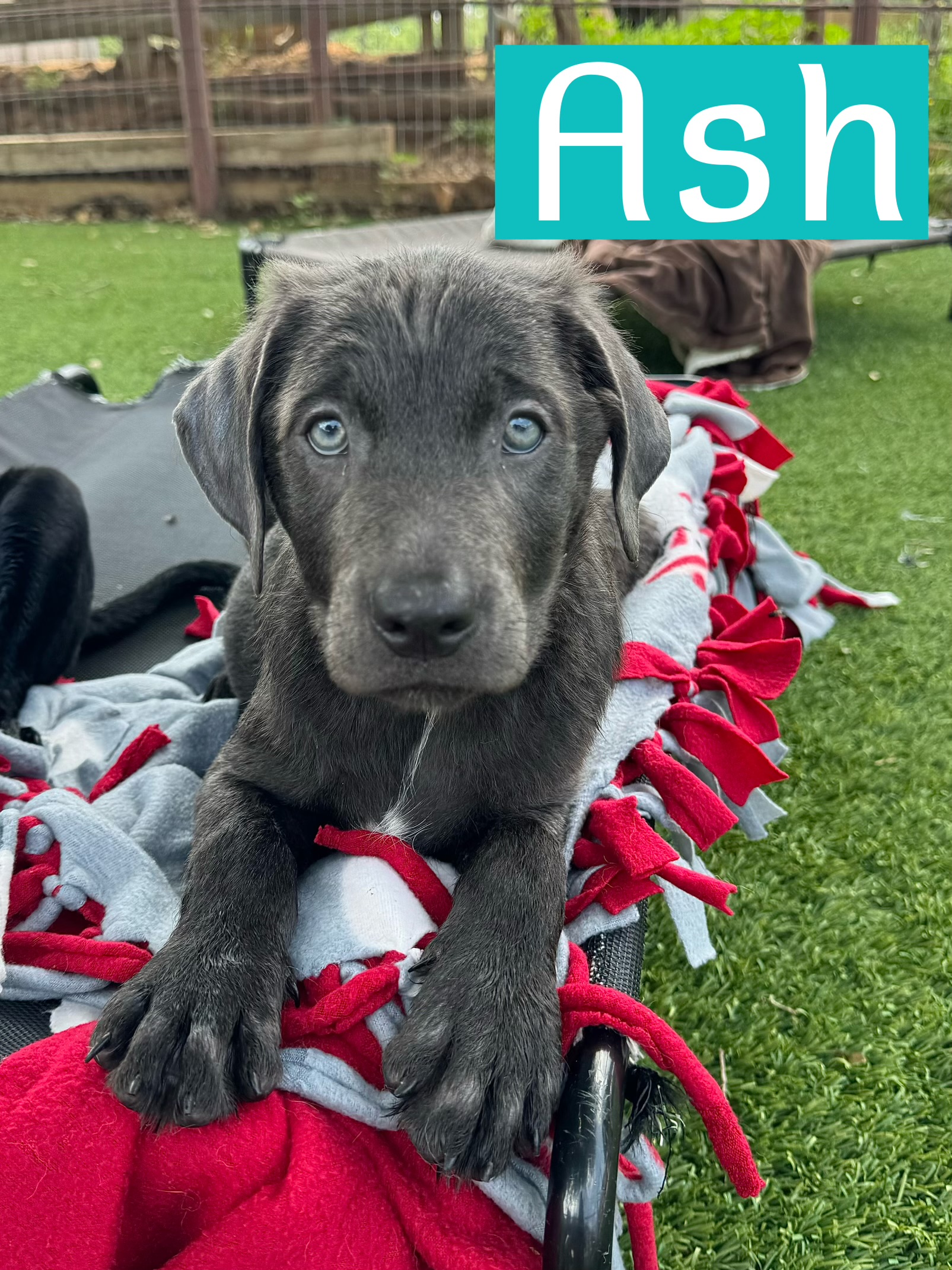 Dog for adoption - Ash, a Labrador Retriever Mix in Keller, TX | Petfinder