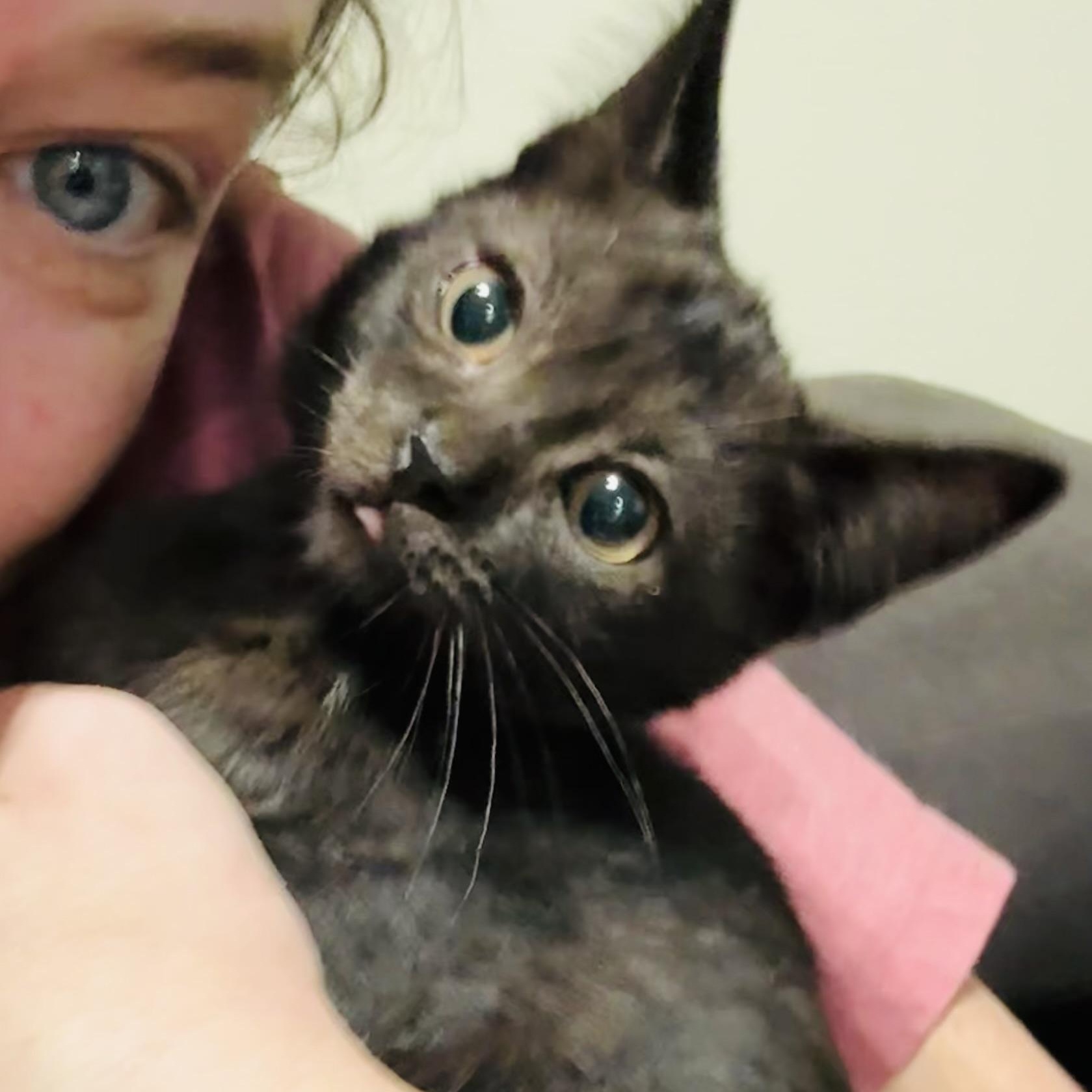 Cat for adoption - Alexander Skarsgard, a Domestic Short Hair in ...