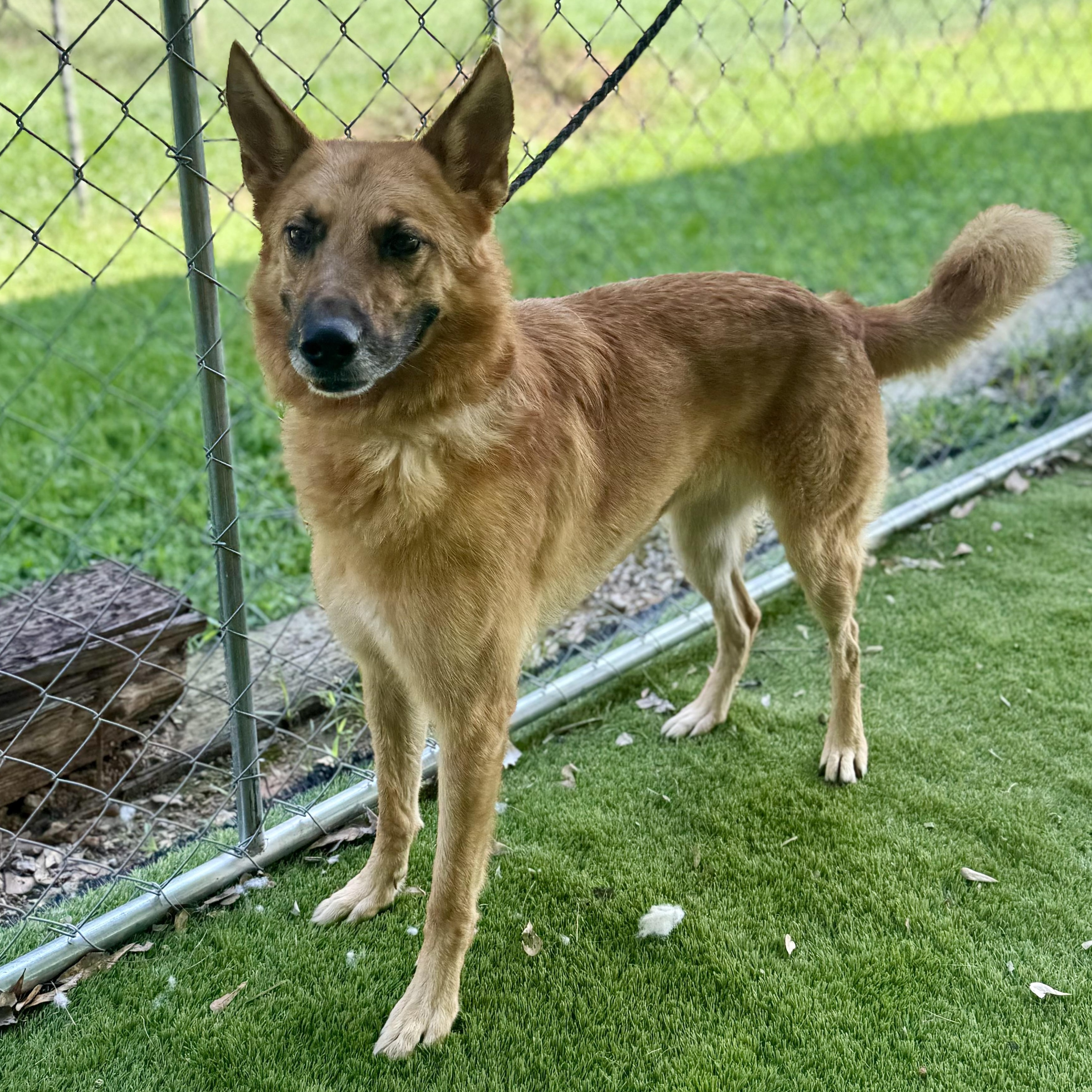 Dog for adoption - Callie, a German Shepherd Dog & Belgian Shepherd ...