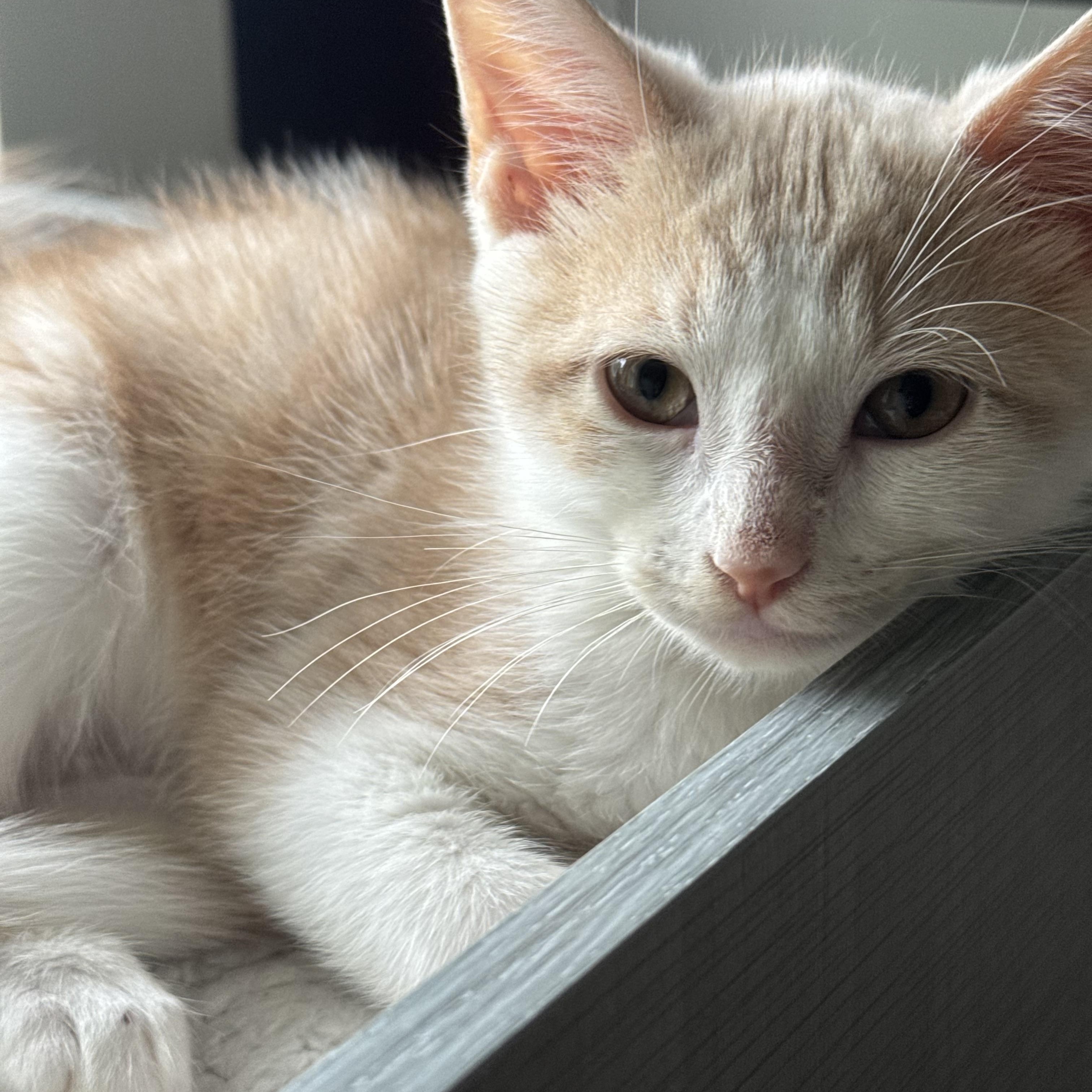 Cat for adoption - Chase, a Domestic Short Hair in Montclair, NJ | Petfinder