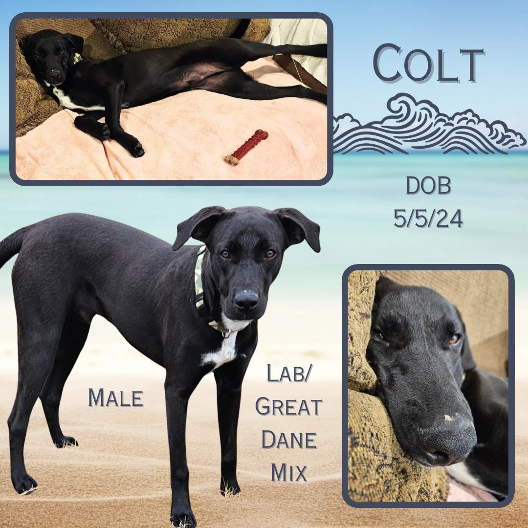 Dog for adoption - Colt, a Great Dane & Labrador Retriever Mix in ...