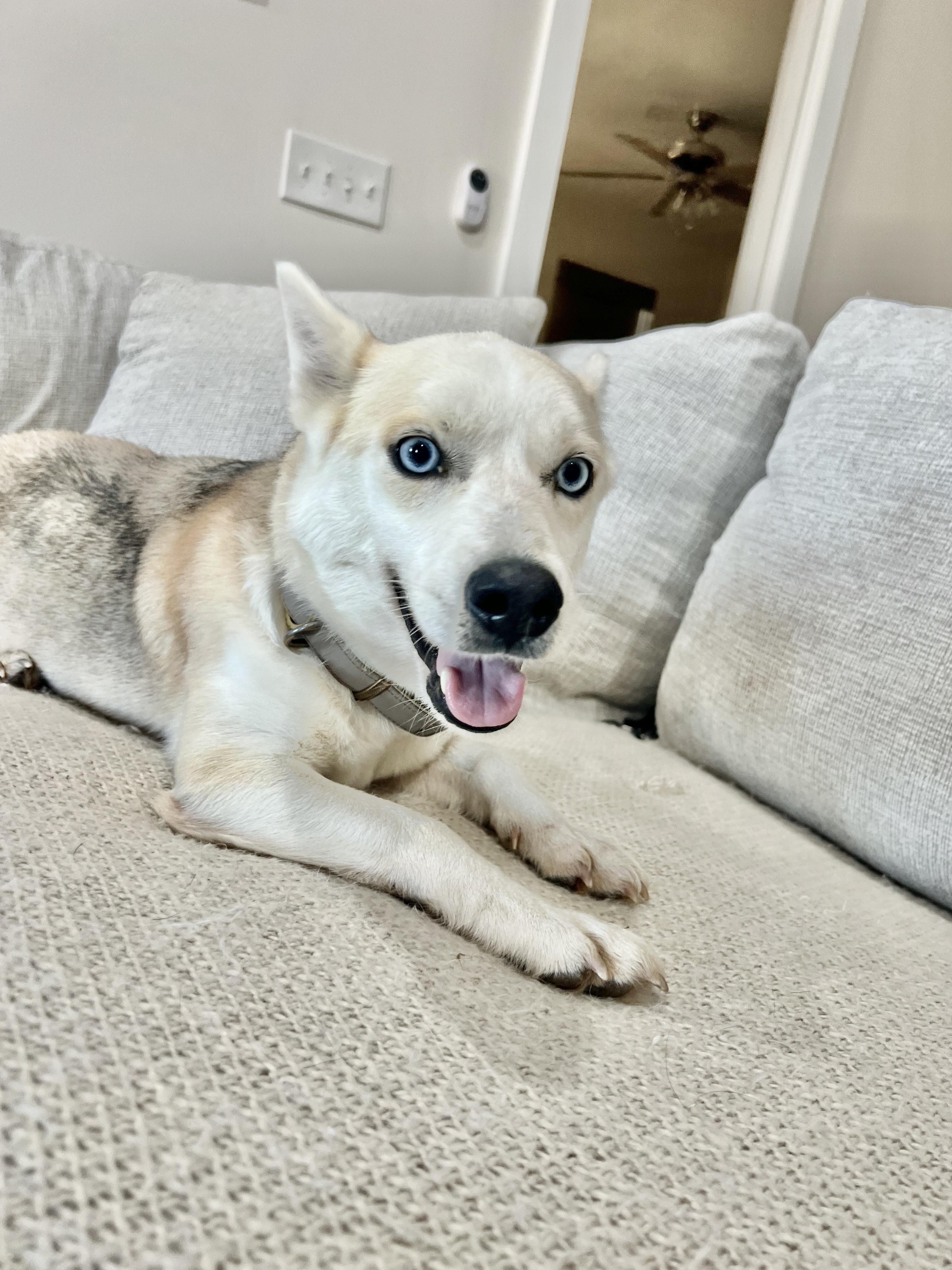 Dog for adoption - Winter, a Husky & Cardigan Welsh Corgi Mix in ...