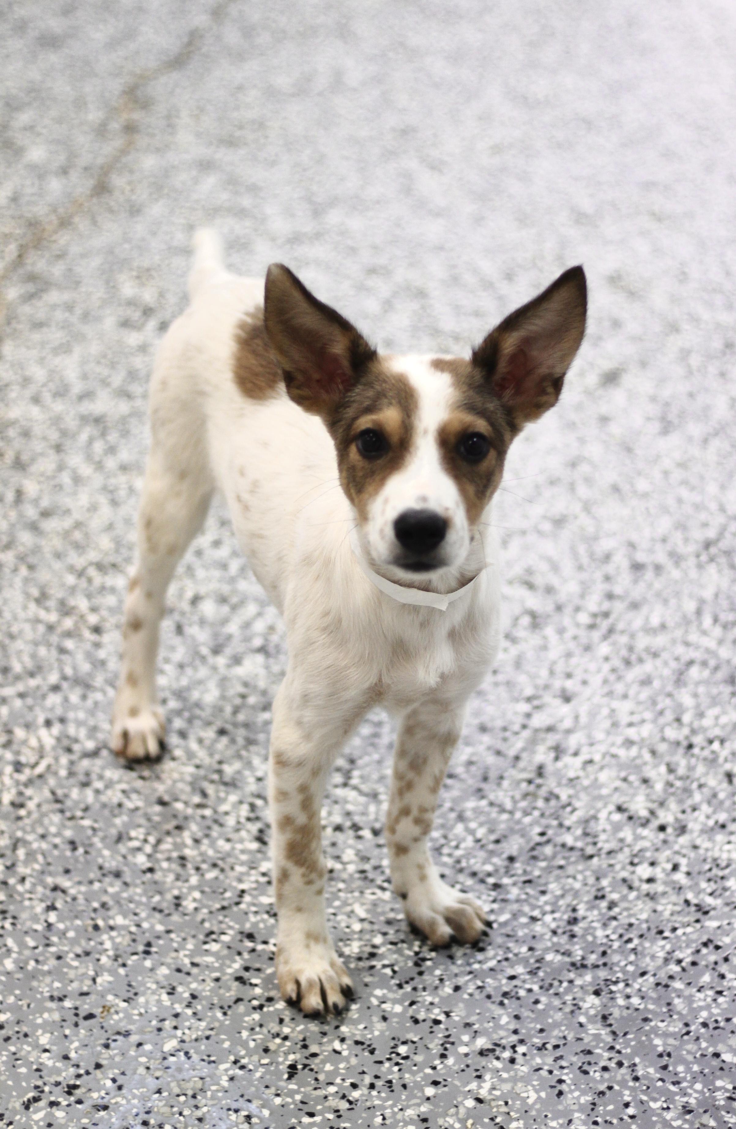 Dog for adoption - Ocean in NH! Come Meet our Adoptable Dogs Wednesday ...