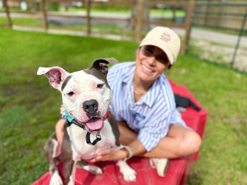 Dog for adoption - Adele all smiles, a Pit Bull Terrier & American ...