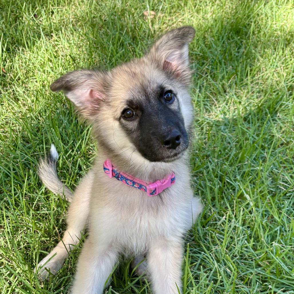 Dog for adoption - Zenzi LD, a Shepherd & Great Pyrenees Mix in Hoffman ...