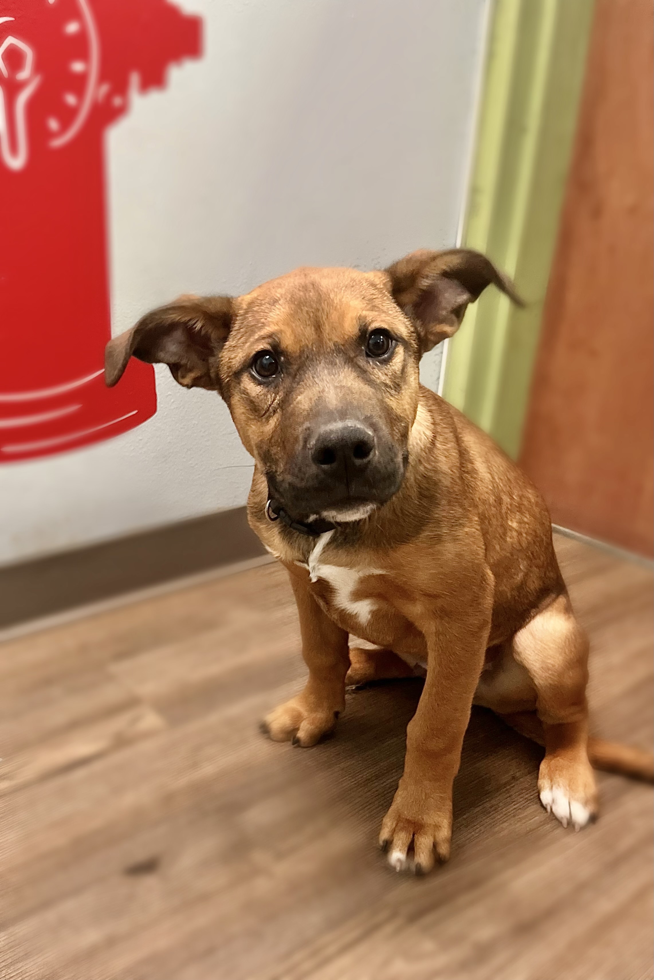 Dog for adoption - Batman in NH! Come Meet our Adoptable Dogs 3/29 and ...