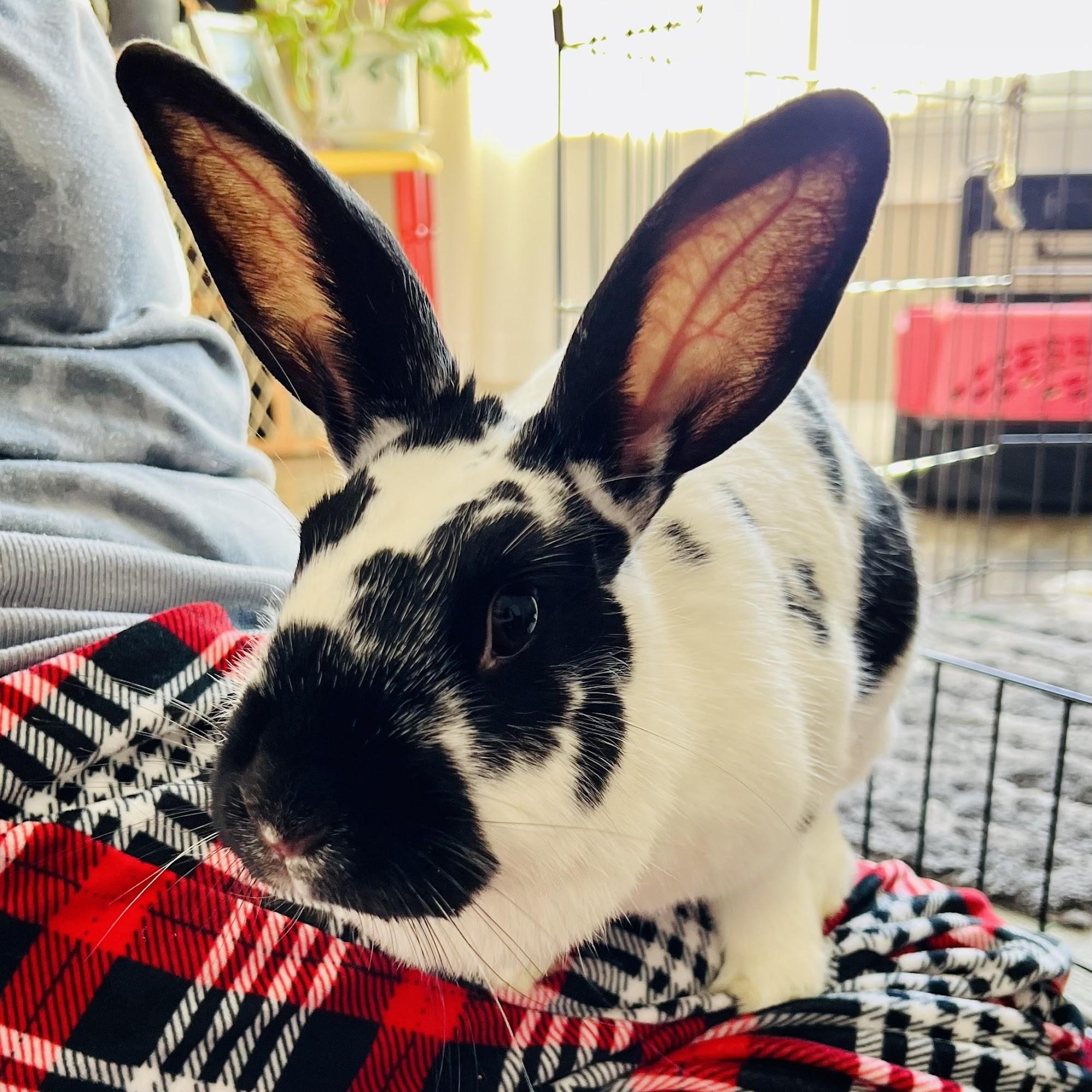 Rabbit for adoption - Kiki Oreo, a Bunny Rabbit Mix in Lynden, WA ...
