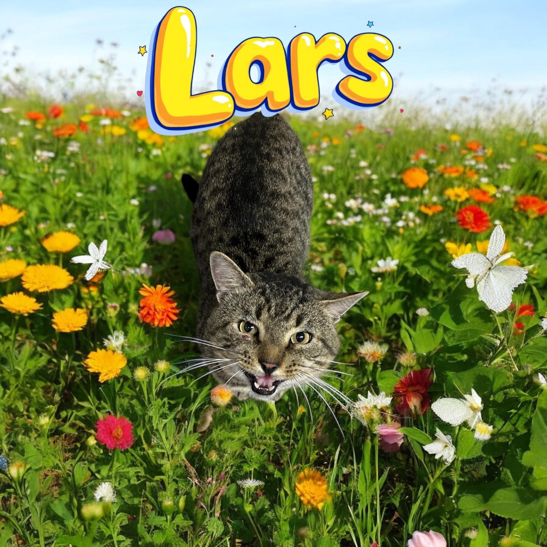 Cat for adoption - Lars, a Domestic Short Hair in Orleans, VT | Petfinder