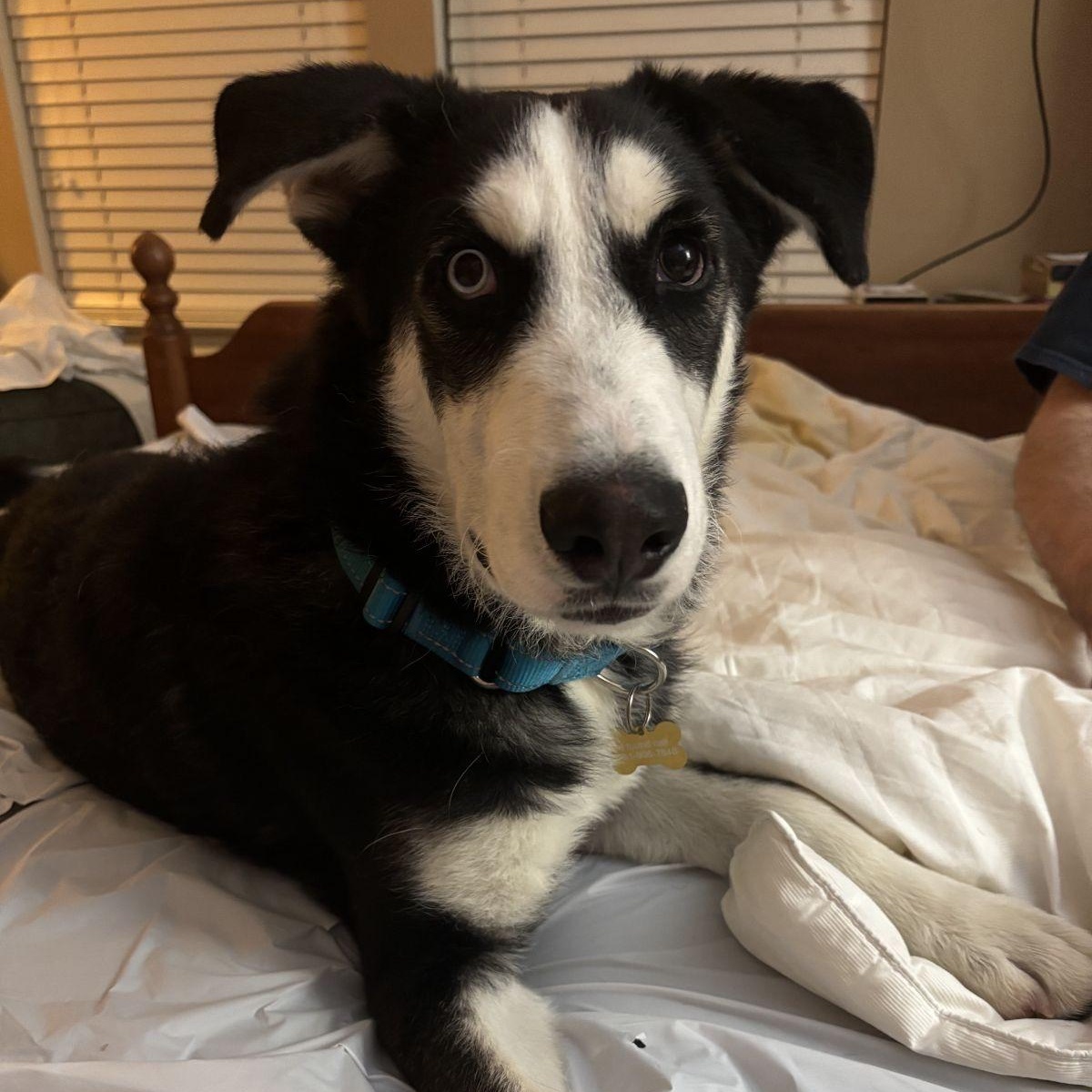 Dog for adoption - Batman, a Husky & Labrador Retriever Mix in Coloma ...