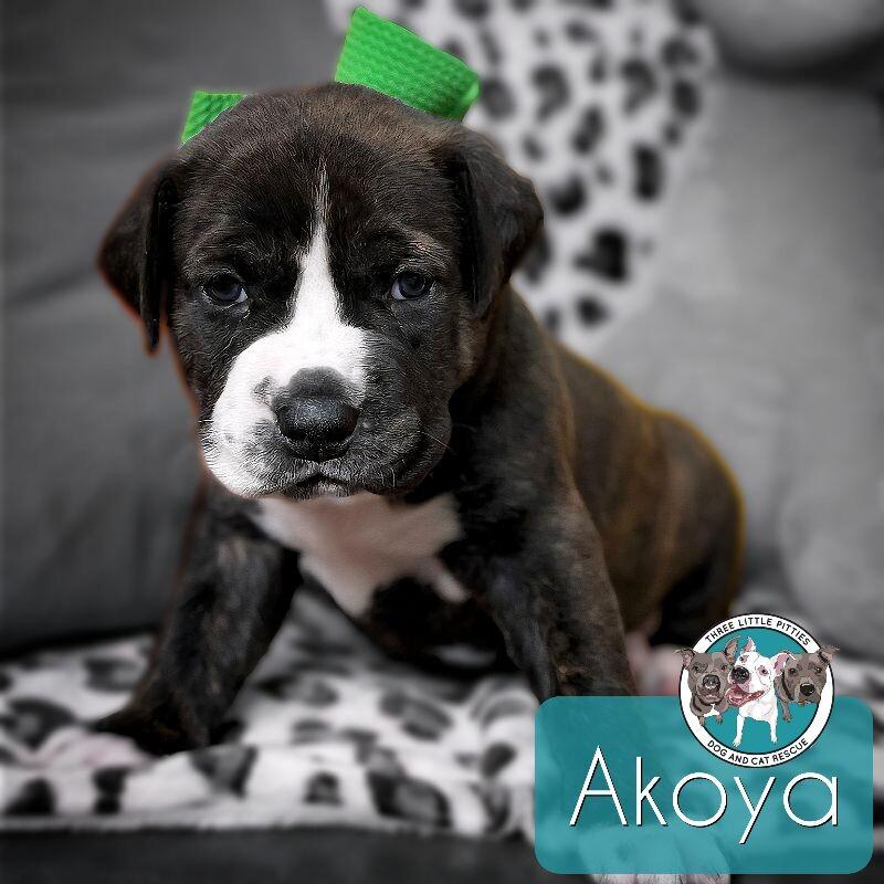 Dog for adoption - Akoya Pearla, a Pit Bull Terrier Mix in Austin, TX ...