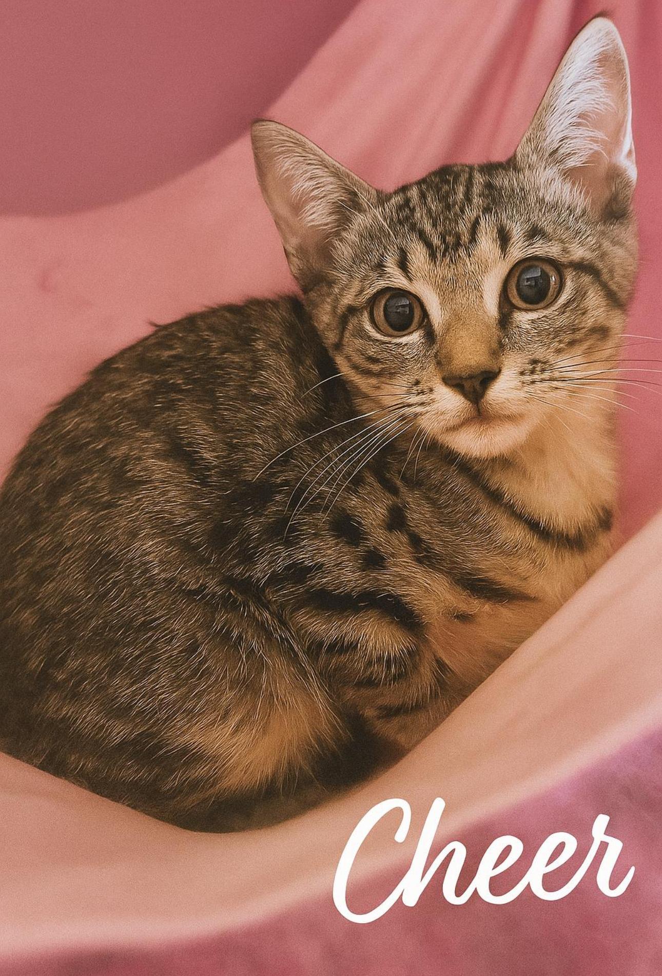 Cat for adoption - Cheer Belle, a Tabby in Bangor , ME | Petfinder