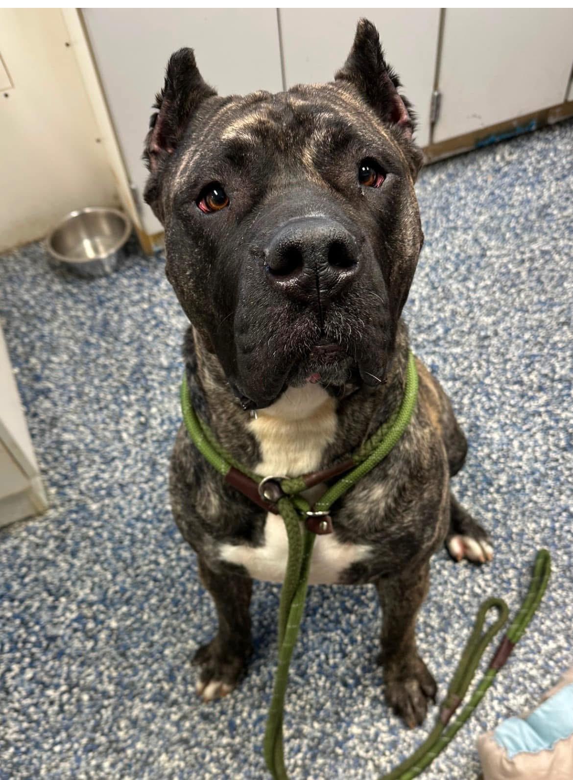 Dog for adoption - Lily, a Cane Corso & Presa Canario Mix in Jackson ...