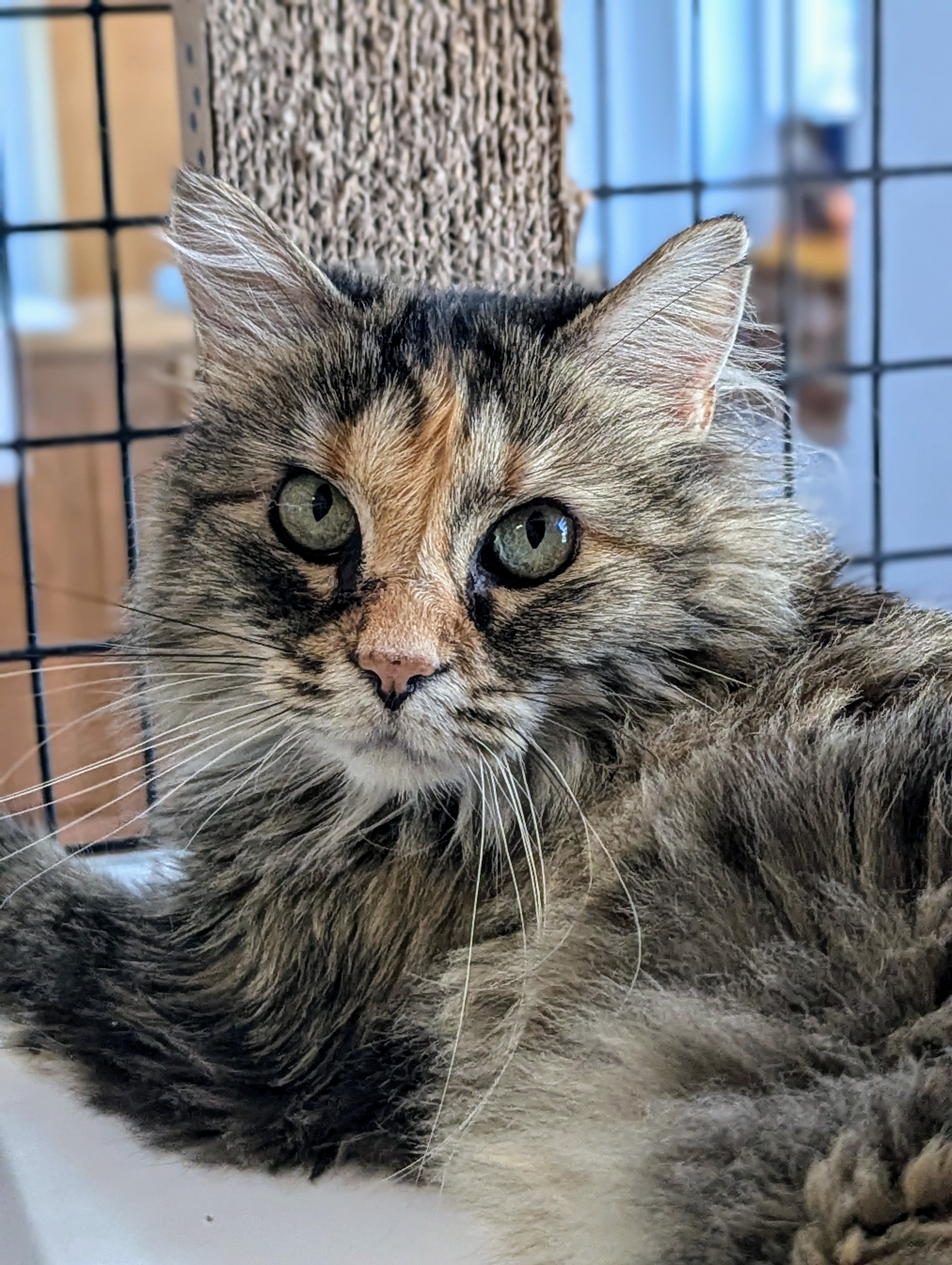 Cat for adoption - Ellie, a Domestic Long Hair in Decatur, IL | Petfinder