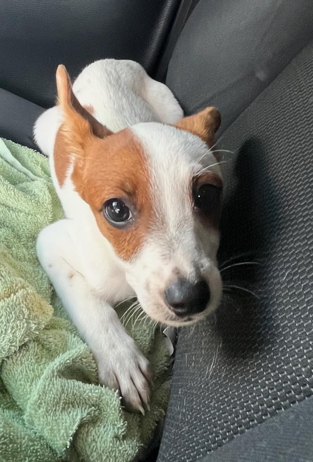 Dog for adoption - Poppy, a Rat Terrier & Jack Russell Terrier Mix in ...