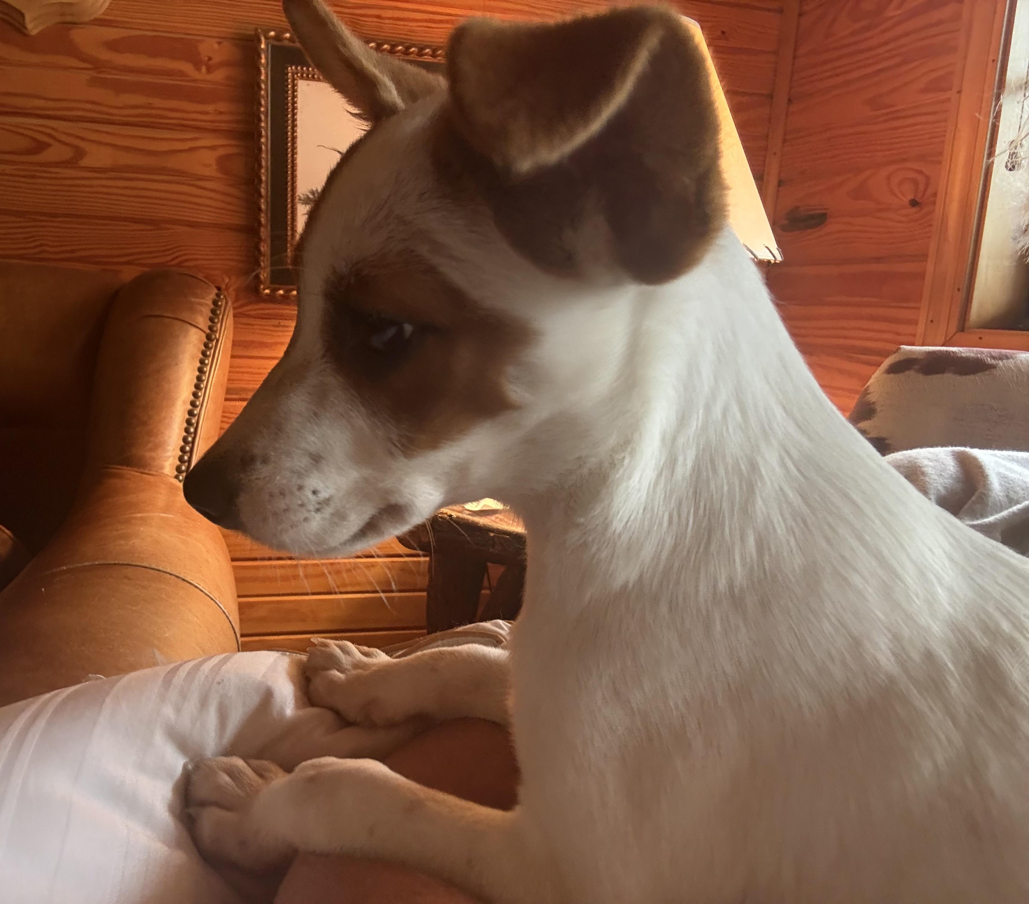 Dog for adoption - Poppy, a Rat Terrier & Jack Russell Terrier Mix in ...