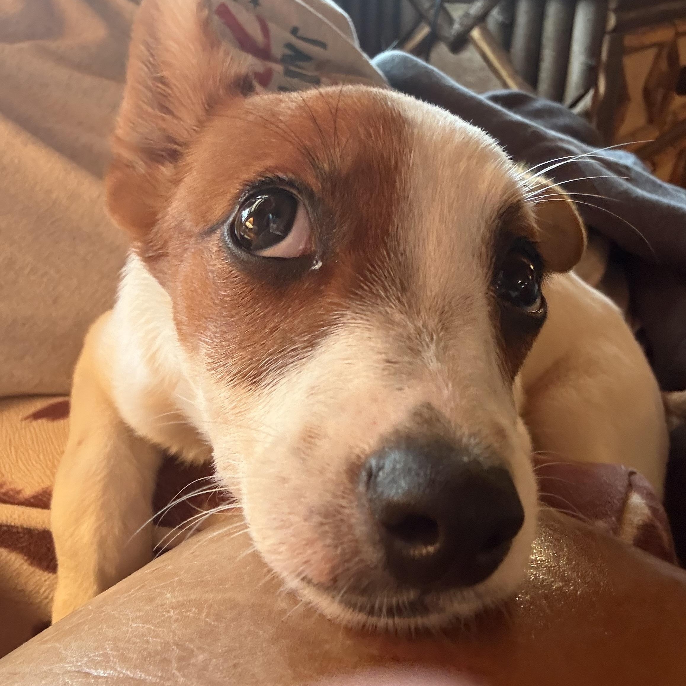 Dog for adoption - Poppy, a Rat Terrier & Jack Russell Terrier Mix in ...