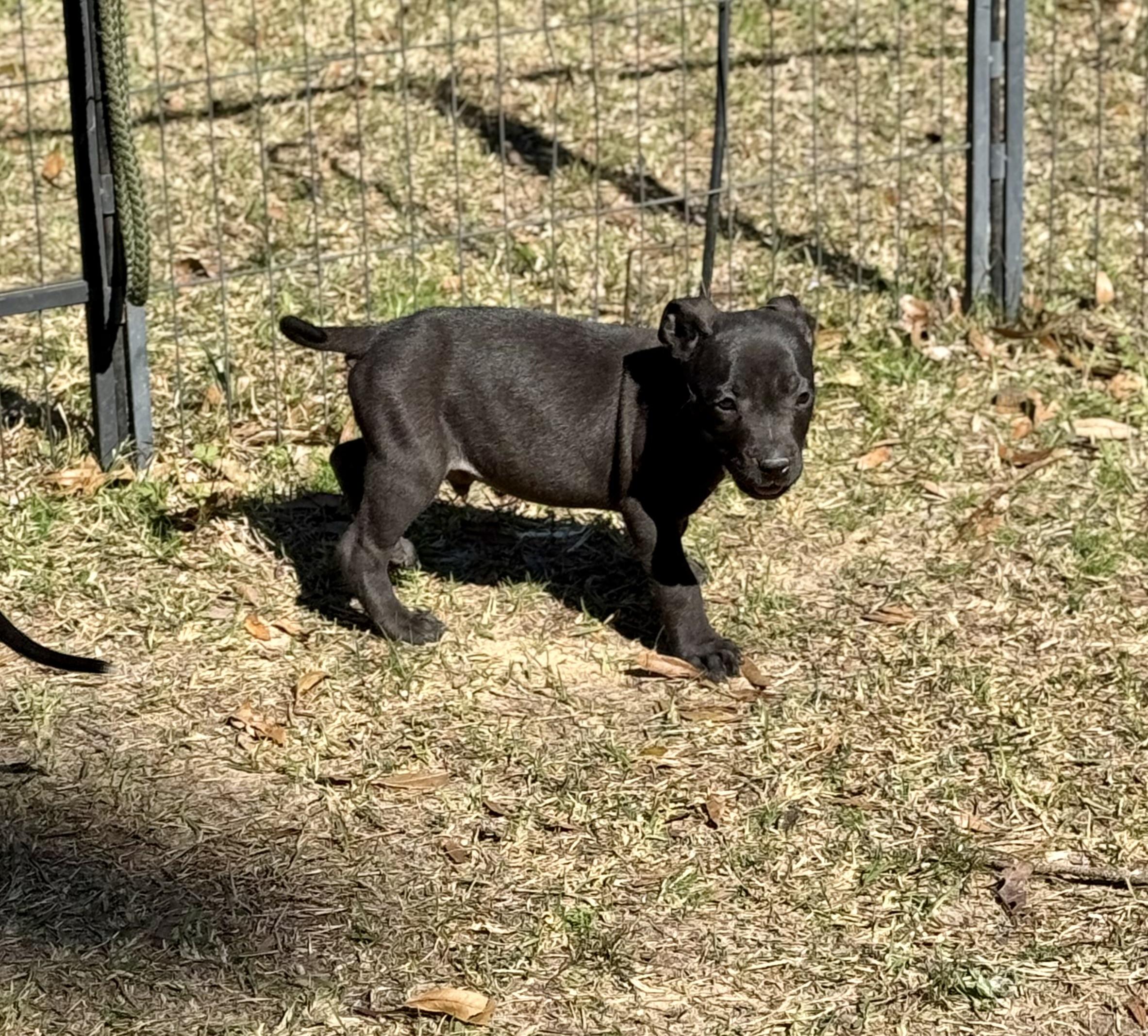 Dog for adoption - JUSTIN SPROUT, a Pit Bull Terrier & Mountain Dog Mix ...
