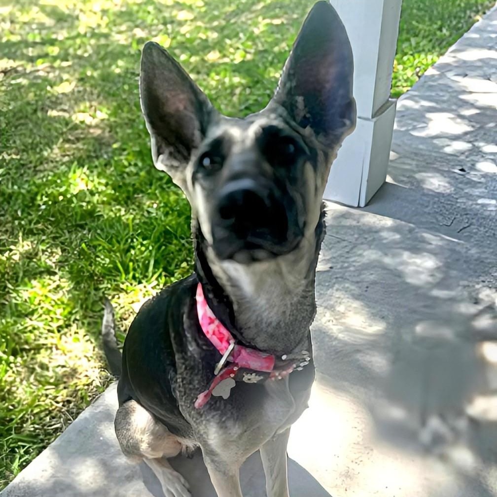 Dog for adoption - Juni, a Shepherd Mix in Appleton, WI | Petfinder