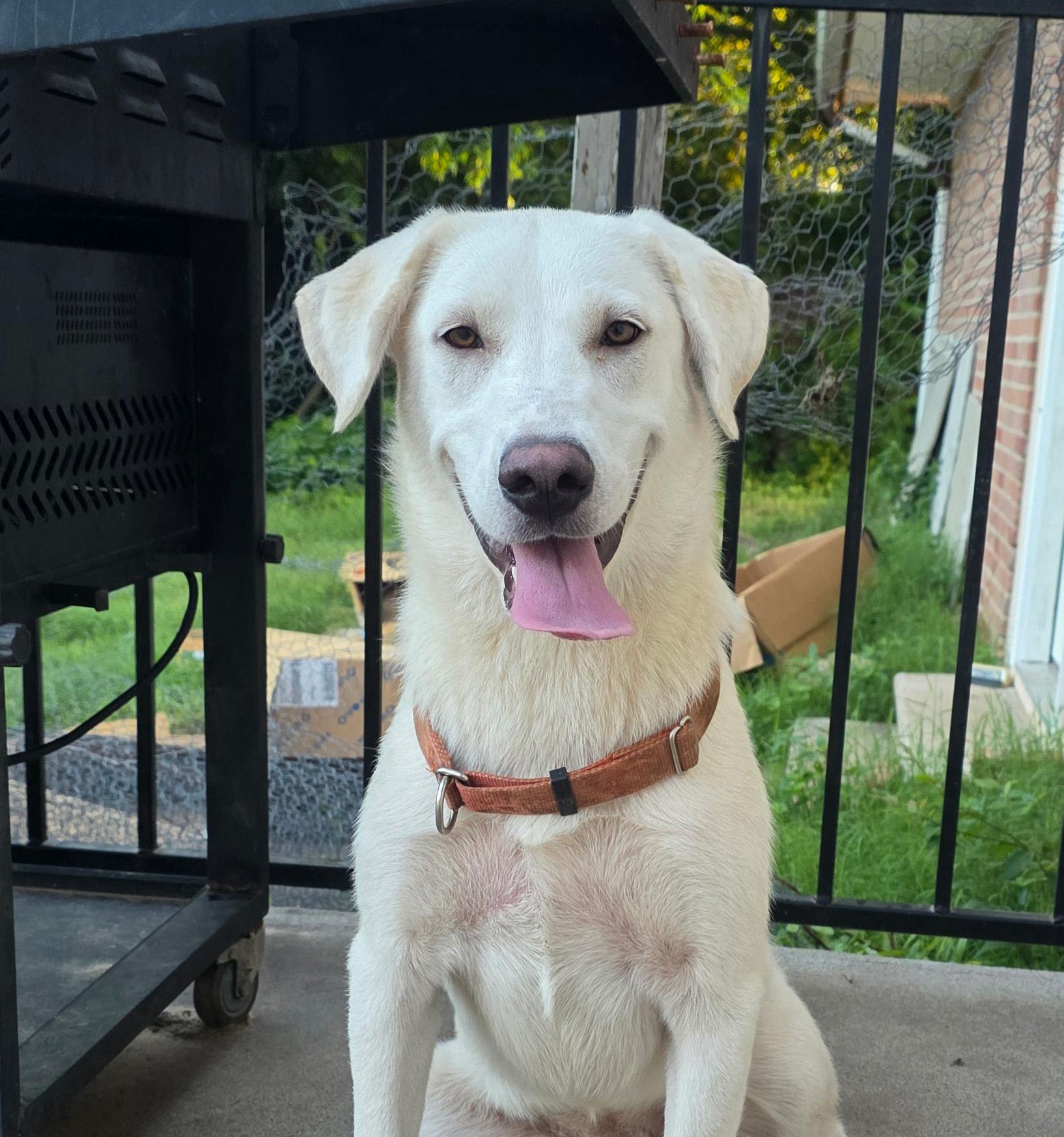 Dog for adoption - Pearl, a Labrador Retriever Mix in Liverpool, NY ...