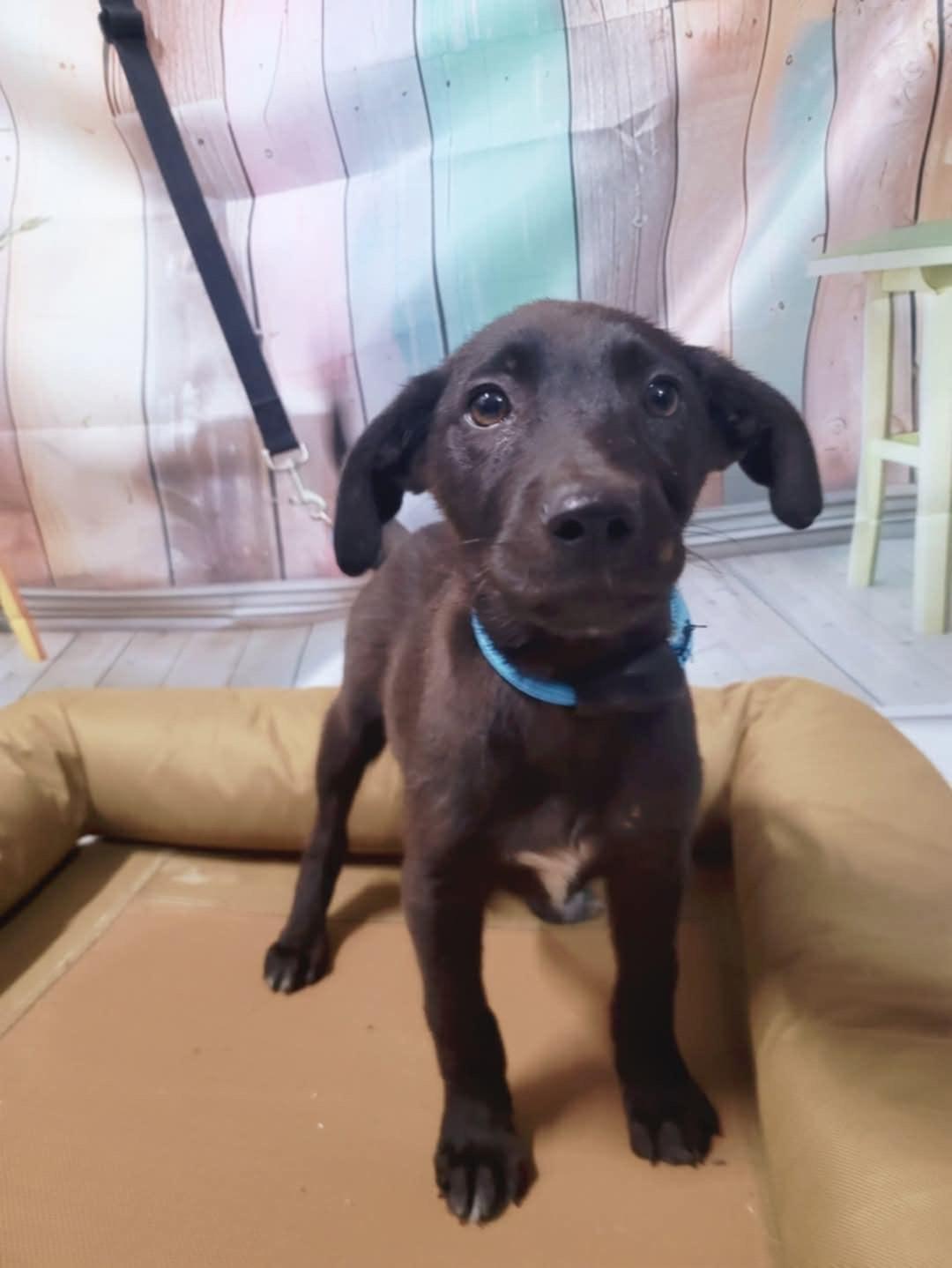 Dog for adoption - Jet, a Black Labrador Retriever Mix in Mississauga ...