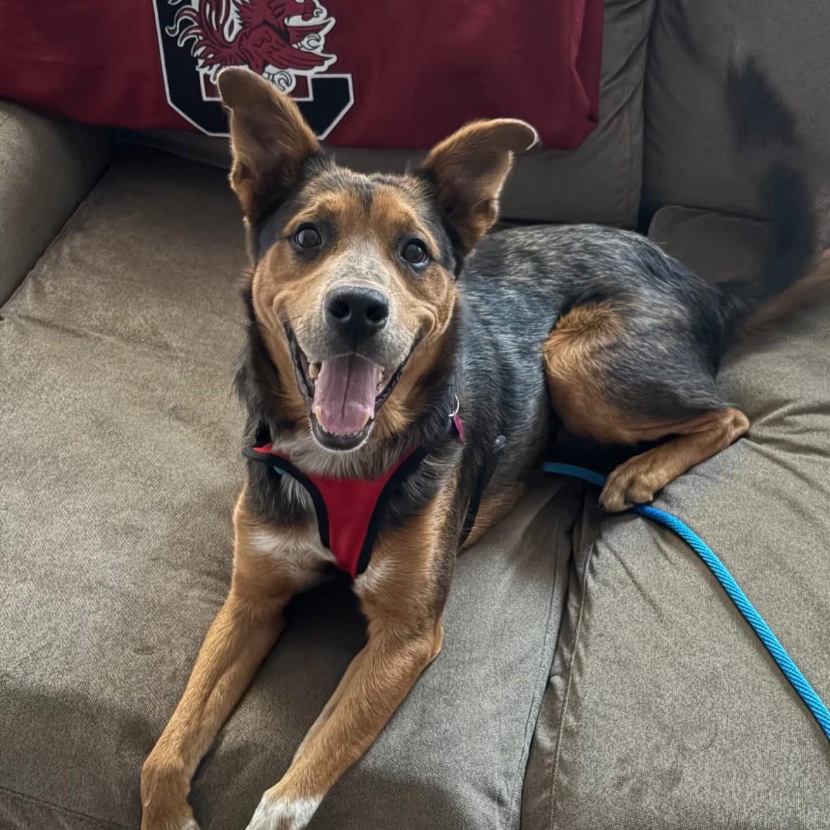 Dog for adoption - Jake from State Farm, a Shepherd & Catahoula Leopard ...