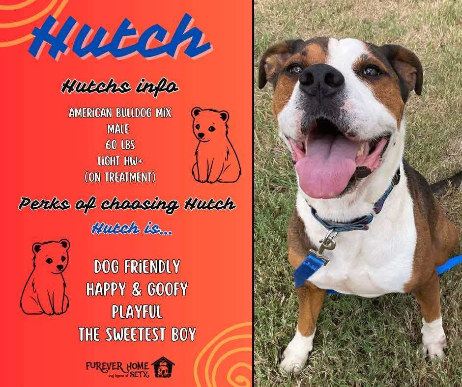 Dog for adoption - Hutch, an American Bulldog Mix in Aulac, NB | Petfinder