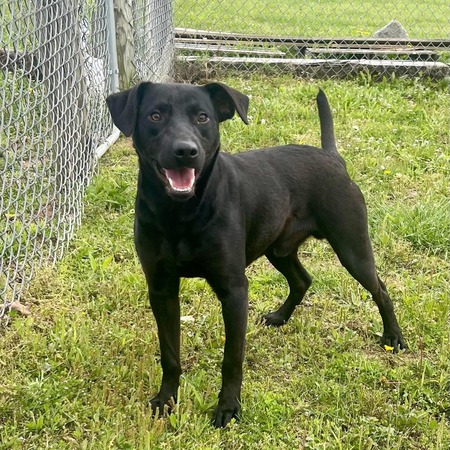 Dog for adoption - Gunner, a Black Labrador Retriever Mix in Dixon, KY ...