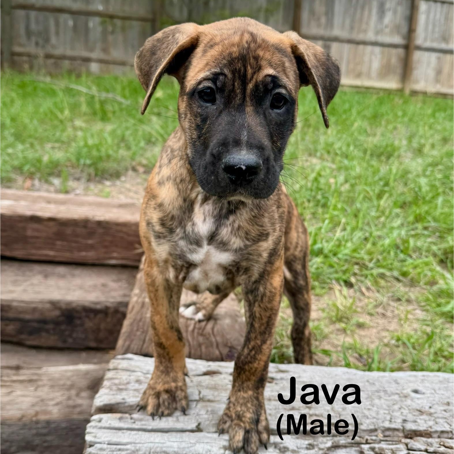 Dog for adoption - Java, a Boxer & Plott Hound Mix in Niagara Falls, NY ...