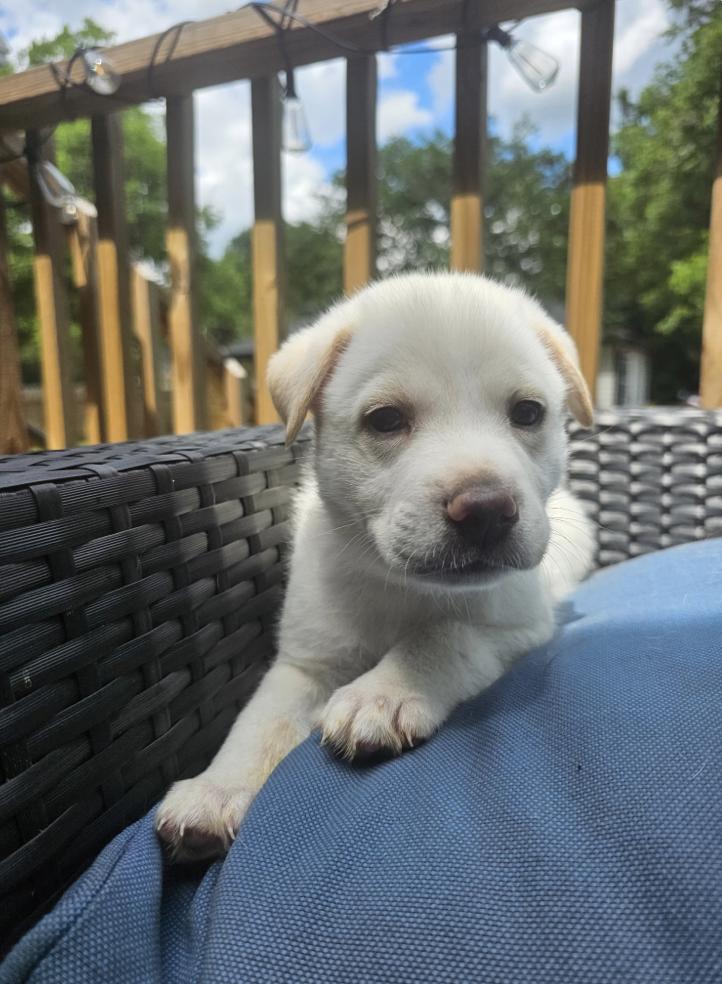 Dog for adoption - Ashton, a German Shepherd Dog Mix in Colorado ...