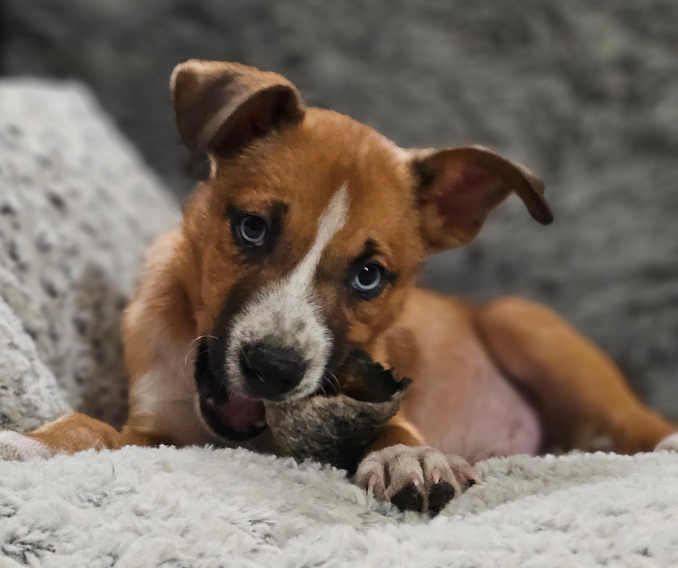 Dog for adoption - Cash, a Mixed Breed in Aurora, CO | Petfinder