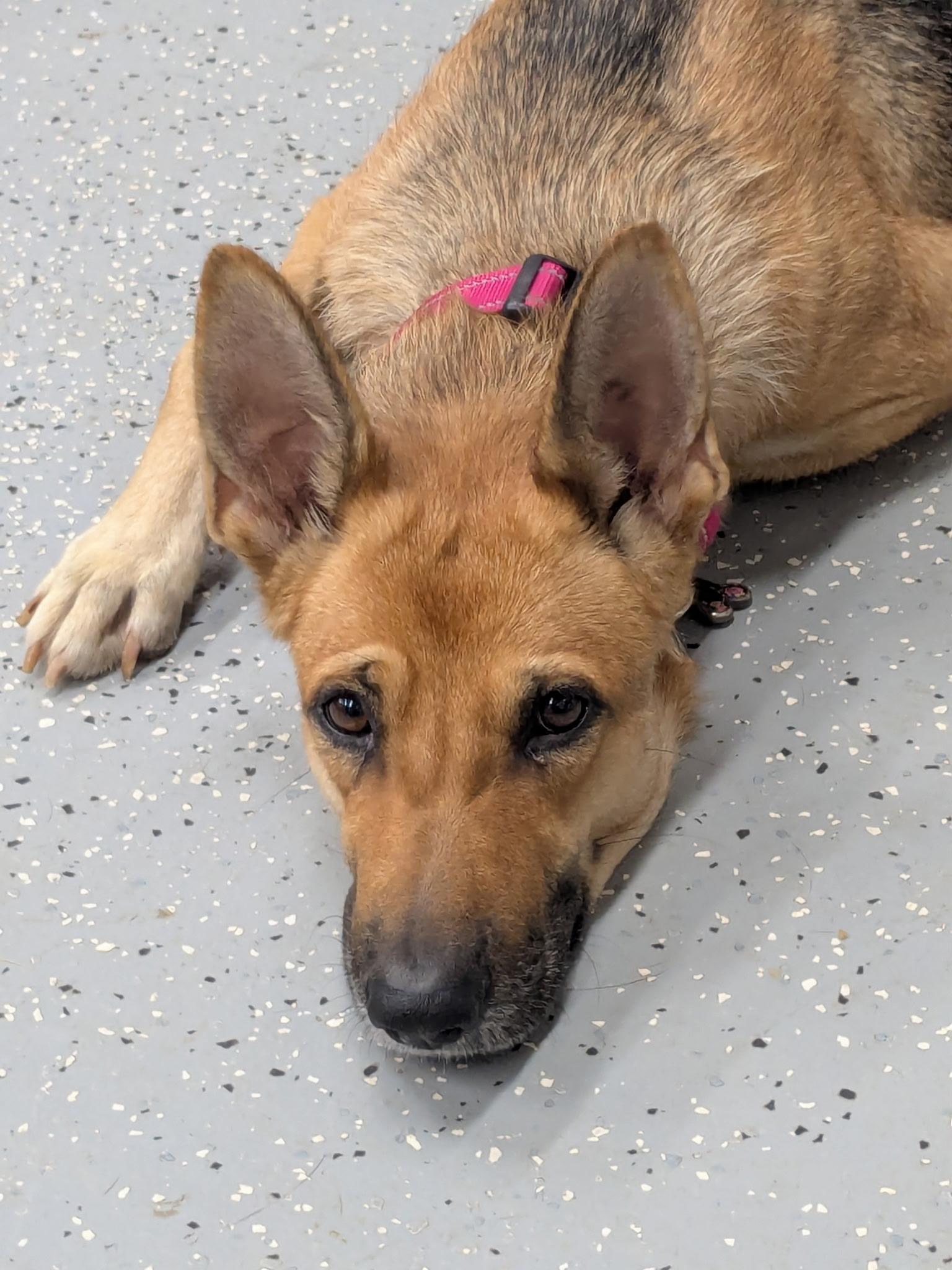 Dog for adoption - Grace, a German Shepherd Dog in Cicero, IN | Petfinder