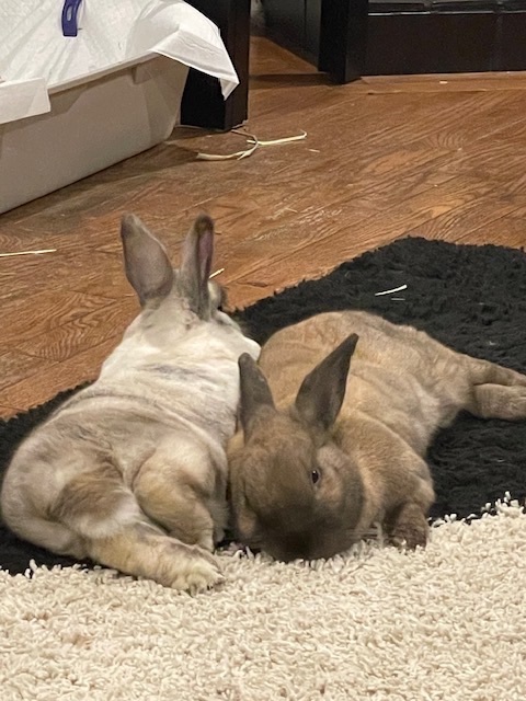 Rabbit for adoption - Ferrari & Mustang, a Mini Rex & Lionhead Mix in ...