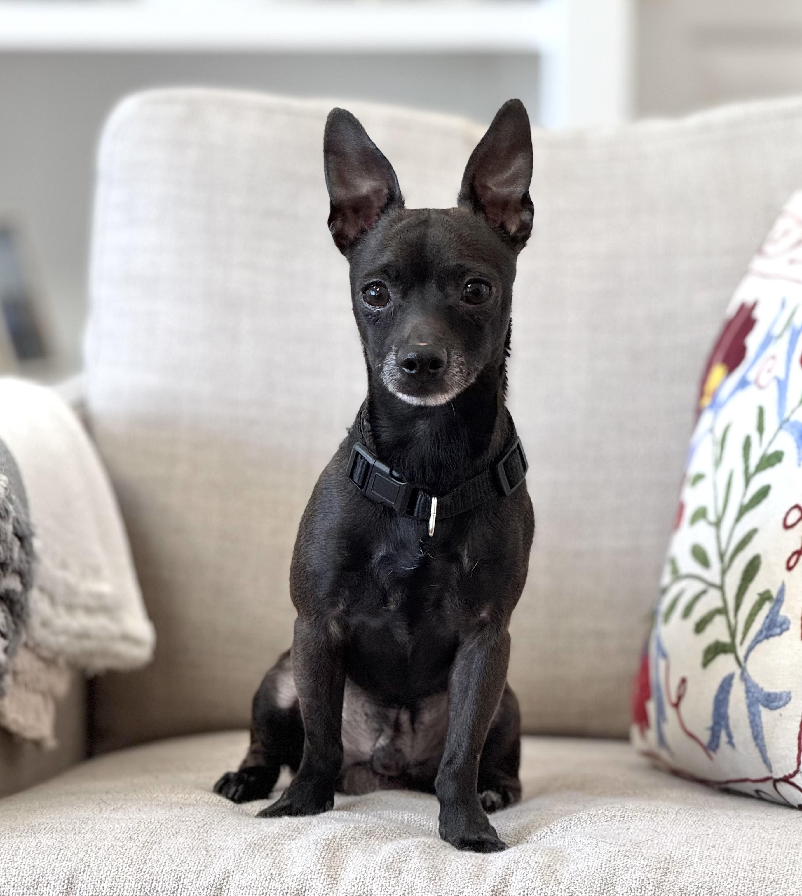 Dog for adoption - Reggie, a Chihuahua in Worcester, MA | Petfinder