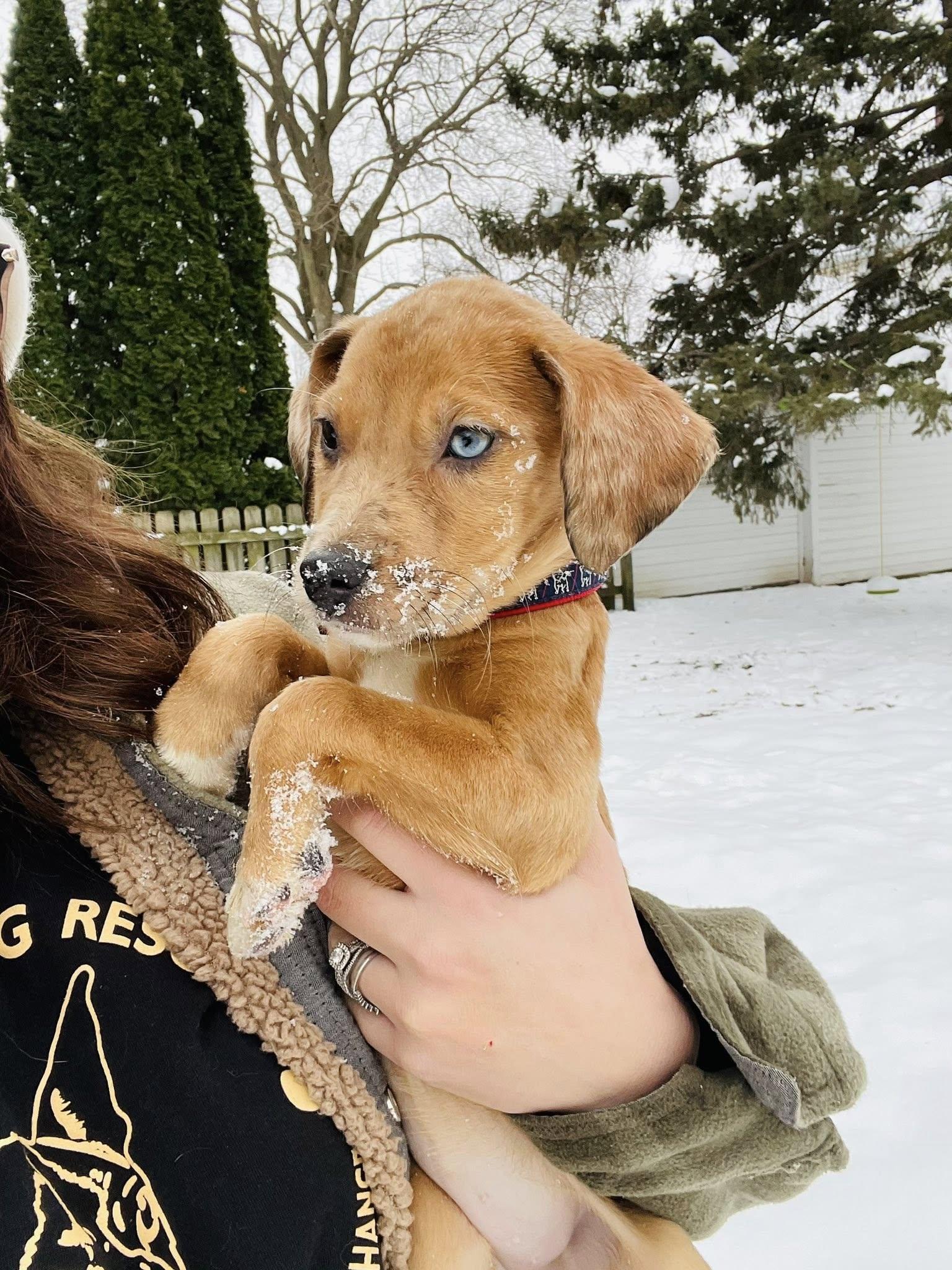 Indie - Adoptable Pet | Petfinder | Petfinder