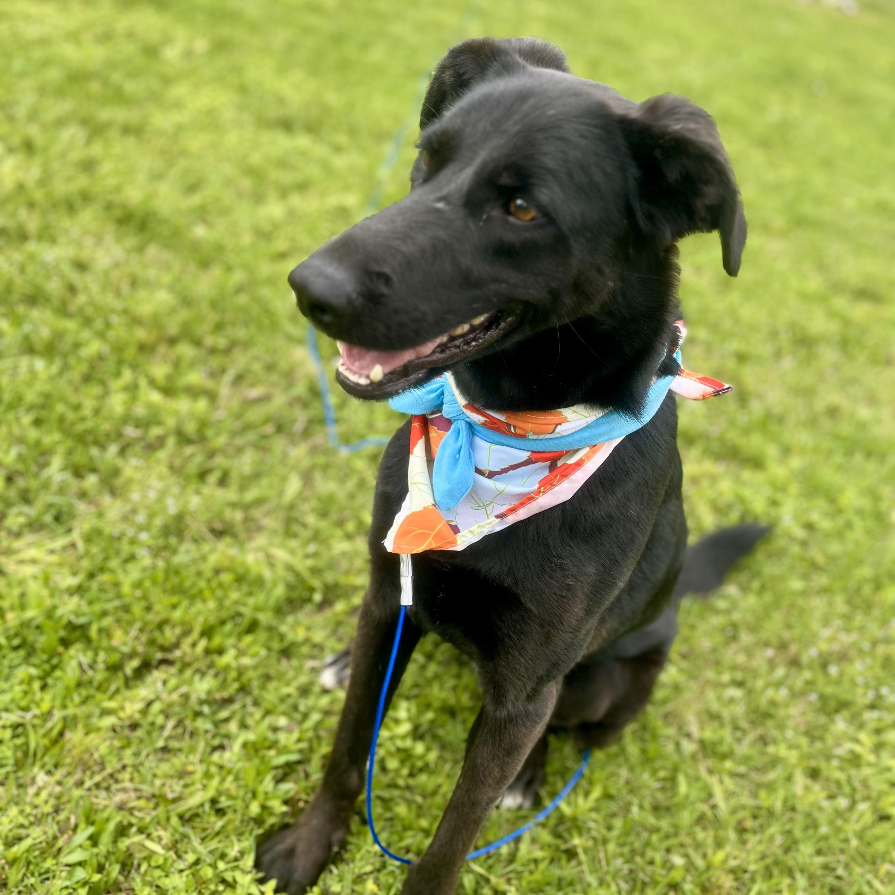 Dog for adoption - Linguini, a Black Labrador Retriever Mix in ...