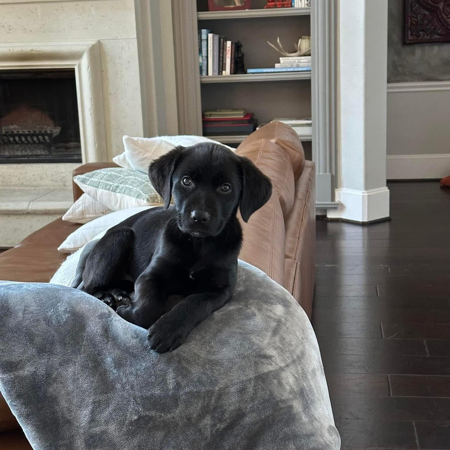 Dog for adoption - Bear, a Black Labrador Retriever Mix in Jay, NY ...