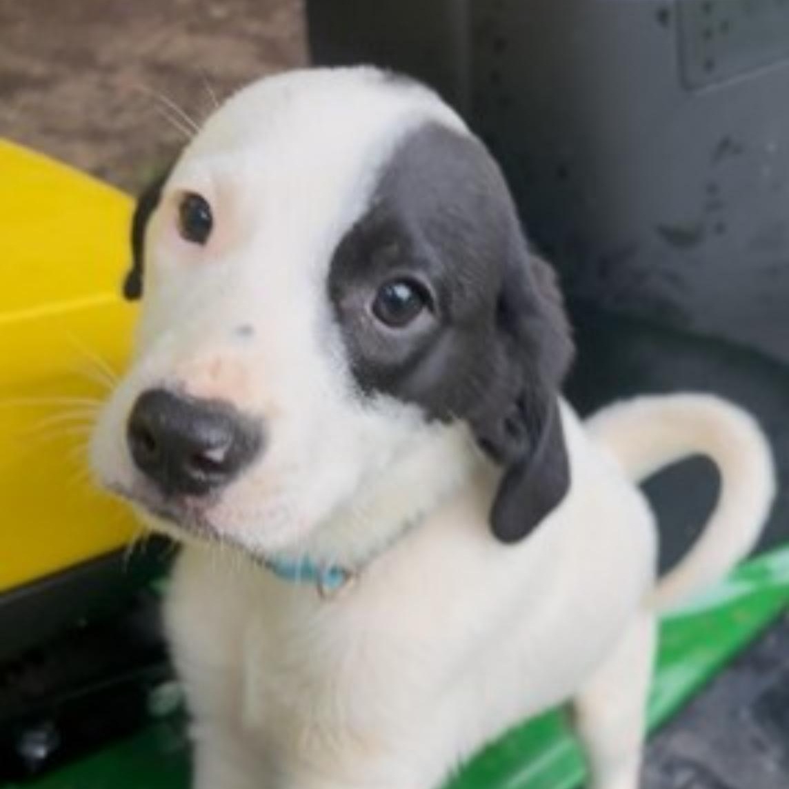 Dog for adoption - Petey, a Pointer Mix in Pembroke, MA | Petfinder