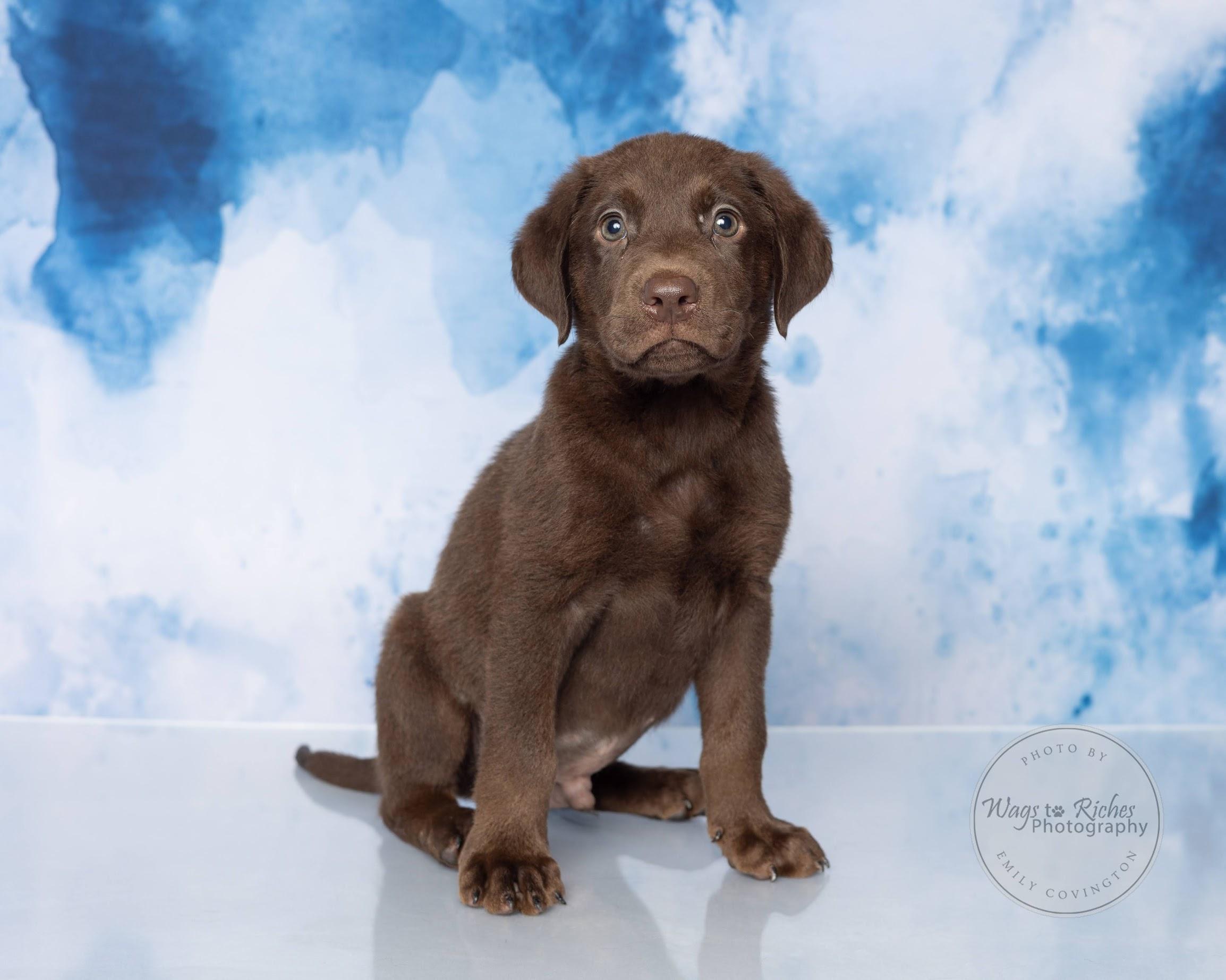 Dog for adoption - Jack - Pending, a Labrador Retriever & Chocolate ...